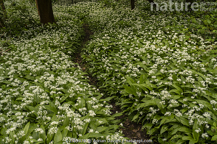 Stock photo of Wild garlic (Allium ursinum) growing in ancient woodland ...