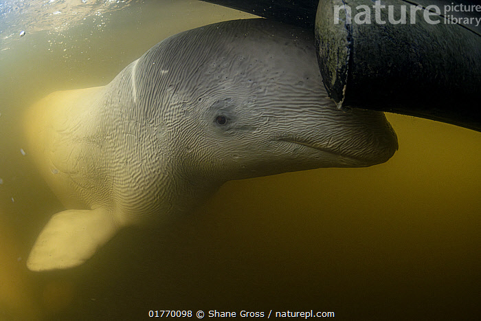 Stock photo of Beluga whale (Delphinapterus leucas) playfully bumping ...