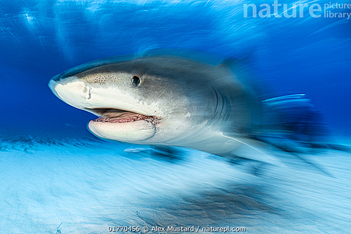 Stock photo of RF - Tiger shark (Galeocerdo cuvier) female, swimming in ...