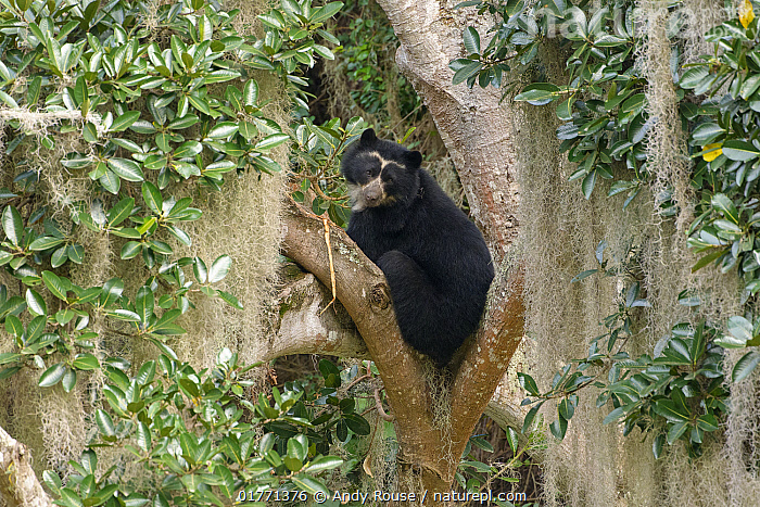 Stock photo of Spectacled bear (Tremarctos ornatus) sitting in tree ...
