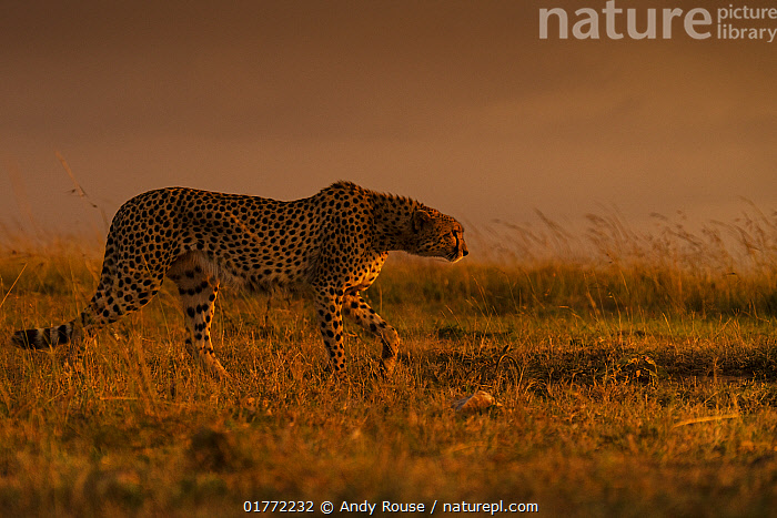 Stock photo of Cheetah (Acinonyx jubatus) female hunting in grassland ...