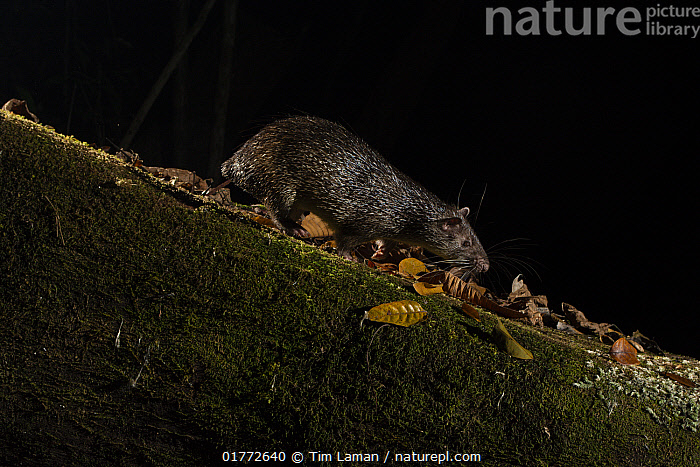 Stock photo of Long-tailed porcupine (Trichys fasciculata) with missing ...
