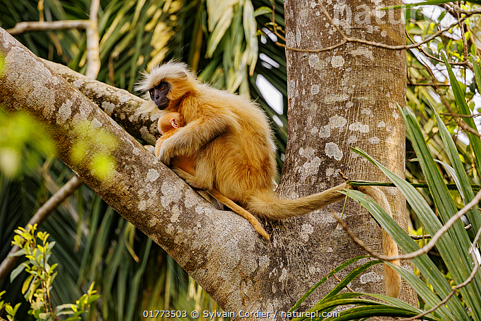 Stock photo of Gee's golden langur (Trachypithecus geei) female and ...