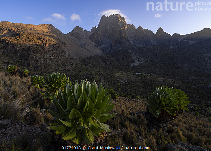 Stock photo of Plants (Dendrosenecio sp.) of the afro-alpine zone and ...