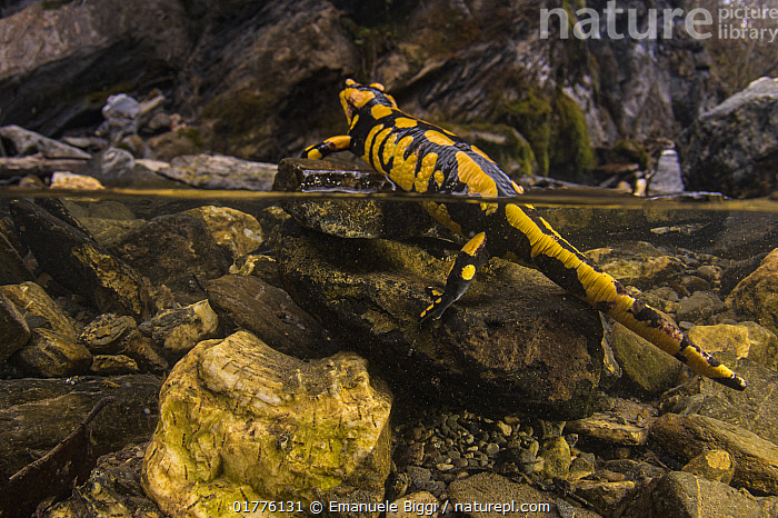 Stock photo of Split level view of Fire salamander (Salamandra ...