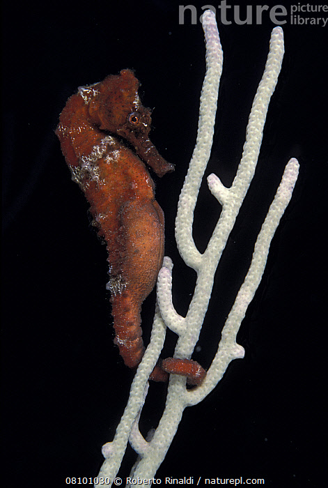 Stock photo of Longsnout seahorse / slender seahorse(Hippocampus reidi ...