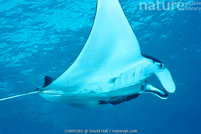 Stock photo of Manta Ray with remora fish, Red sea (Manta birostris ...