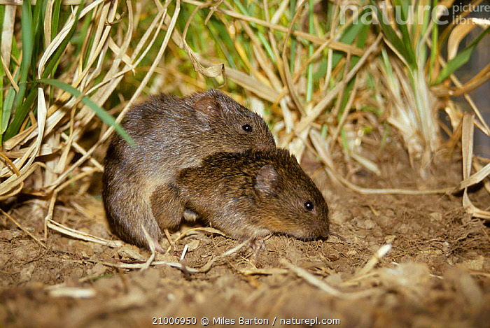 Prairie Vole Montane Vole