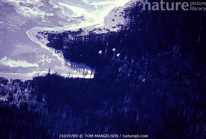 Stock photo of Whooping cranes {Grus americana} fly over freshwater ...