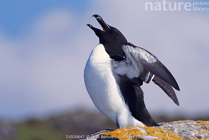 Stock photo of Razorbill displaying (Alca torda) Barra Head, Scotland ...
