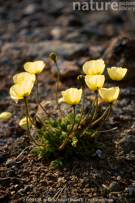 Arctic Poppy 130+ Arctic Poppy Stock Photos, Pictures & Royalty Free