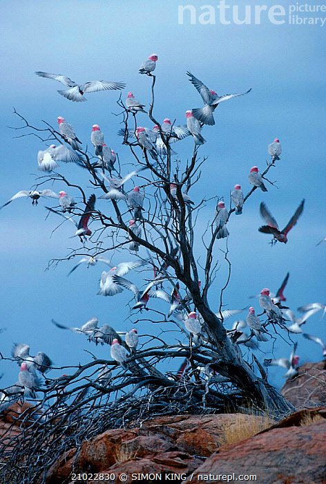 Stock photo of Flock of Galah cockatoos arriving at rock hole {Eolophus ...