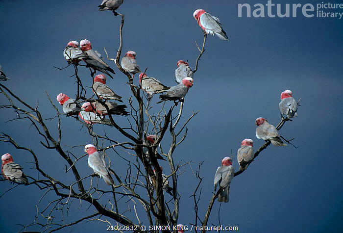 Stock photo of Flock of Galah cockatoos in tree {Eolophus roseicapilla ...
