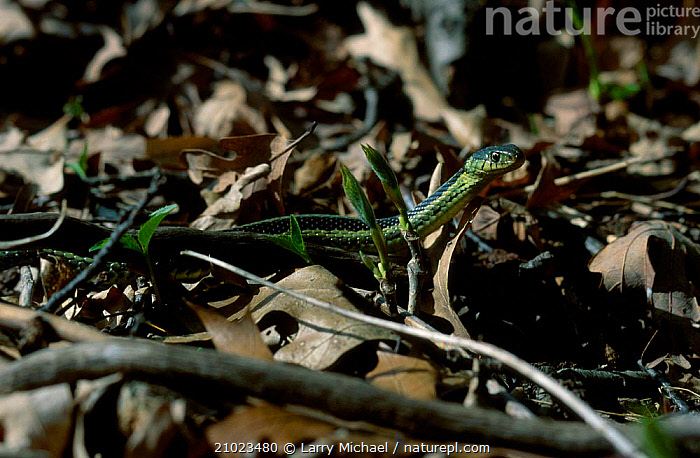 Stock photo of Common garter snake (Thamnophis sirtalis) Wisconsin USA ...