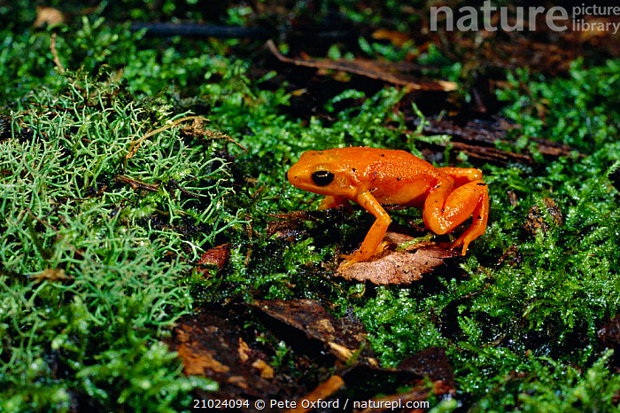 Stock photo of Golden Mantella Frog, Madagascar (Mantella aurantiaca ...