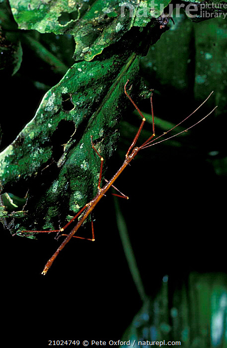 Stock photo of Stick insect on leaf (Phasmidae) Amazon, Ecuador ...