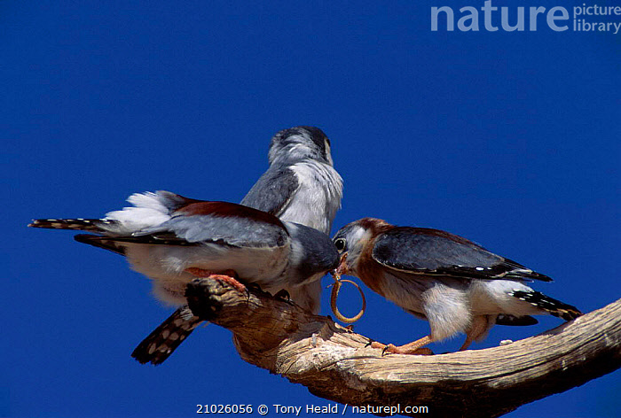 Stock photo of African pygmy falcons feed chick (Polihierax ...