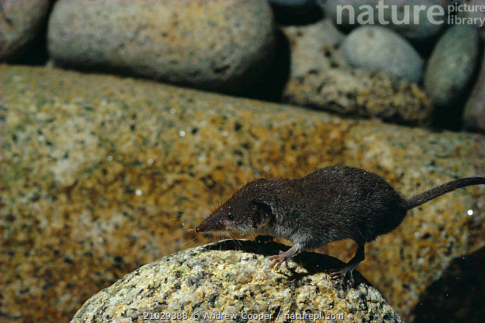 Stock photo of Lesser white toothed shrew (Crocidura sauveolens) Scilly ...