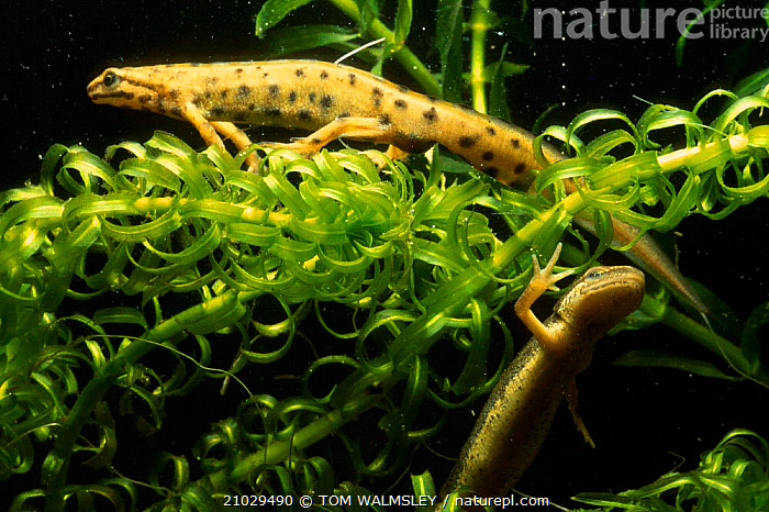 Stock photo of Smooth newt male and female {Triturus vulgaris} UK ...