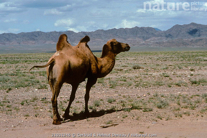 Stock photo of Bactrian camel (domesticated) {Camelus bactrianus ...