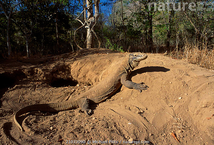 Stock photo of Komodo dragon female on megapode mound (Varanus ...