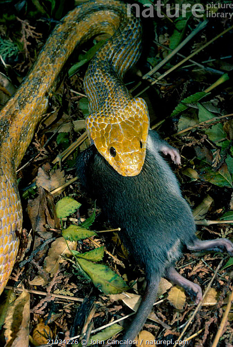 Stock photo of Yellow rat snake swallowing rat (Elaphe obsoleta ...