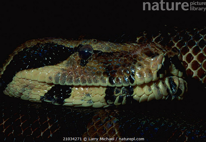 Stock photo of Boa constrictor portrait (Constrictor constrictor ...