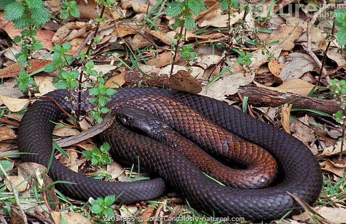 Stock photo of Black tiger snake (Notechis ater) Australia.. Available ...