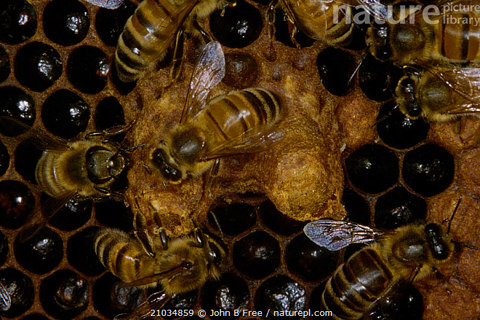 Stock photo of Honey bee workers ting queen cells pupae (Apis mellifera ...