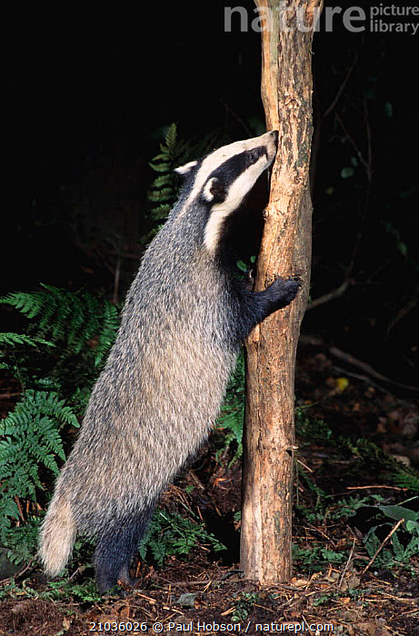 Stock photo of Badger sniffing at tree. (Meles meles) Yorkshire ...