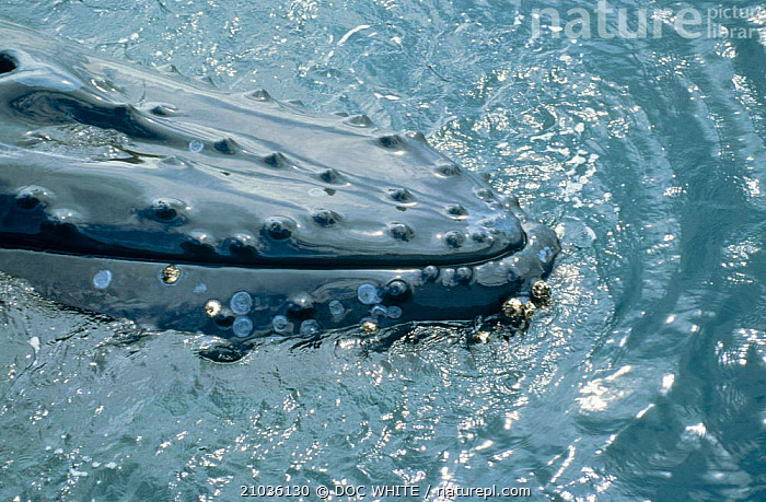 Stock photo of Humpback whale at surface. USA (Megaptera novaeangliae ...