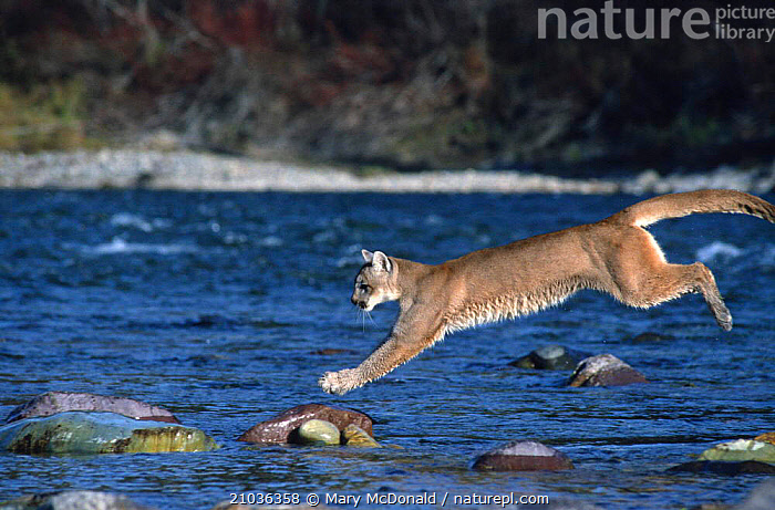 Puma Animal Jumping