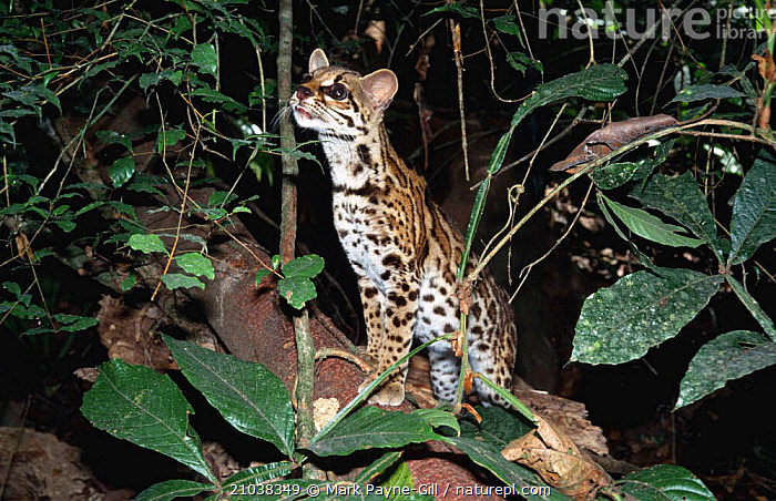 Stock photo of Margay (Felis wiedi) Panama - wild but habituated ...