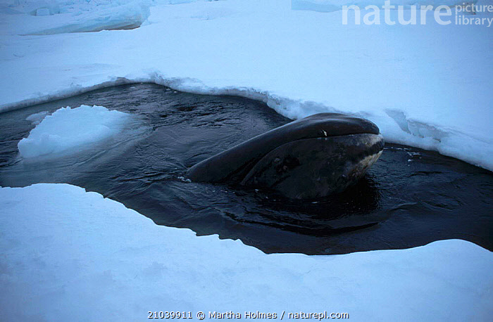 Stock photo of Bowhead whale at blow hole {Balaena mysticetus} Arctic ...