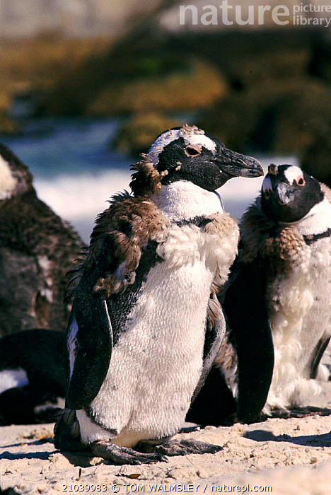 Stock photo of Black footed / Jackass Penguins (Spheniscus demersus ...