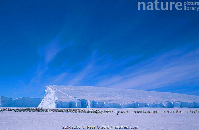 Stock photo of Iceberg with Emperor penguin colony Cape Darnley ...
