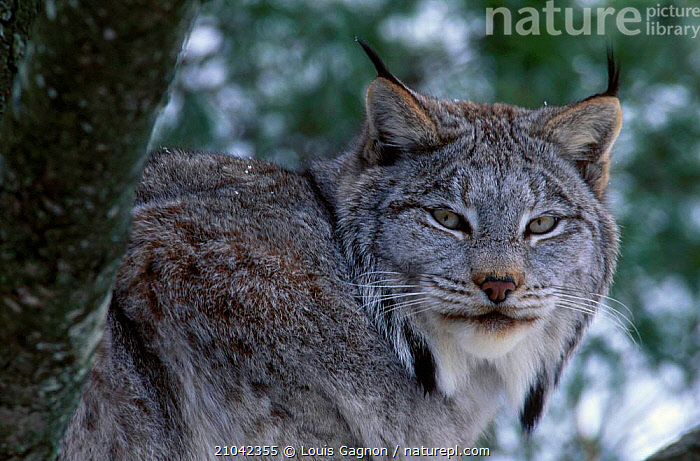 Stock photo of Canadian lynx {Lynx lynx canadensis) Captive Nova Scotia ...