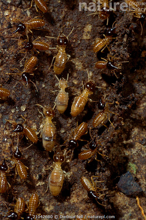 Stock photo of Termites {Isoptera} Panama. Available for sale on www ...