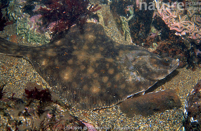Stock photo of Flounder on sea bed (Platichthys flesus) Scotland U ...