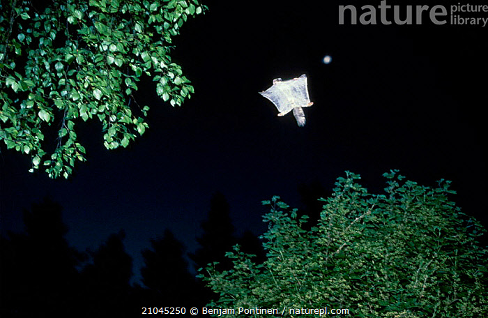 Stock photo of Siberian flying squirrel in flight {Pteromys volans ...