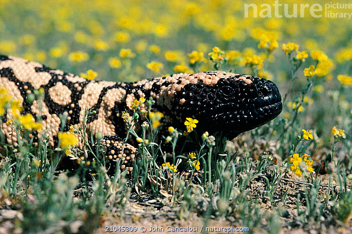 Gila Monster In The Desert
