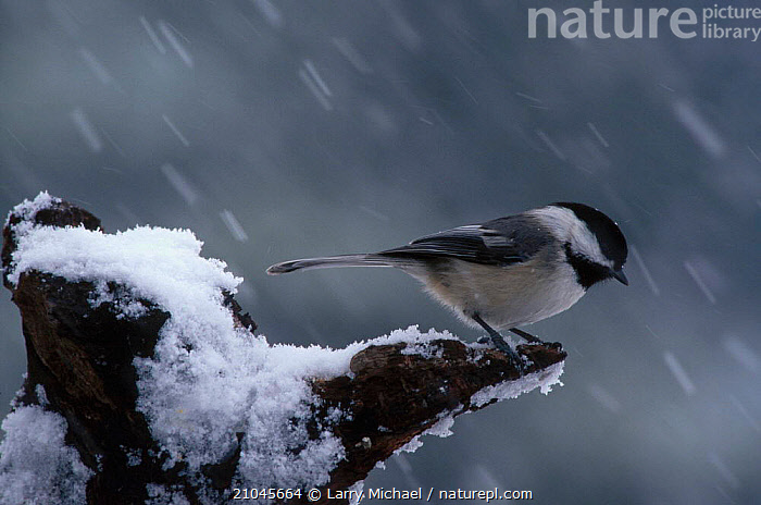 Stock photo of Black capped chickadee in snow {Parus atricapillus} USA ...