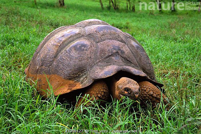 Stock photo of Giant tortoise feeding. {Geochelone elephantopus} Santa ...