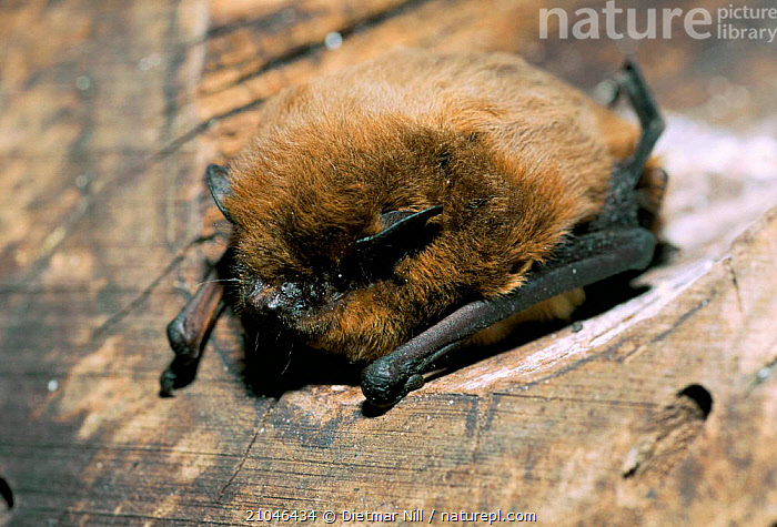 Stock photo of Nathusius pipistrelle bat. {Pipistrellus nathusii ...