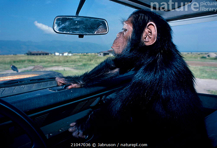 Stock photo of Captive confiscated Chimpanzee in car {Pan troglodytes ...