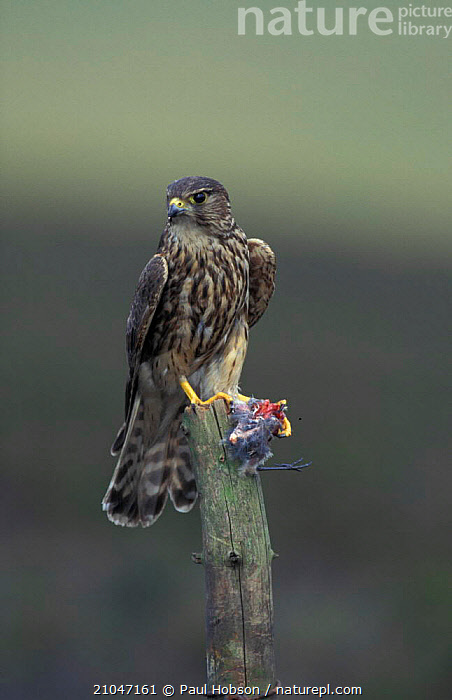 Stock photo of Female Merlin with prey {Falco columbarius} UK ...