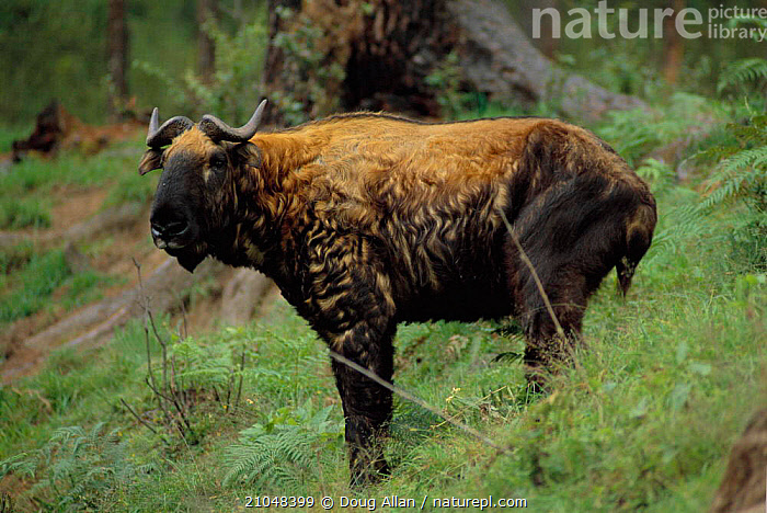 Stock photo of Takin - golden fleece cow {Budorcas taxicolor} National ...