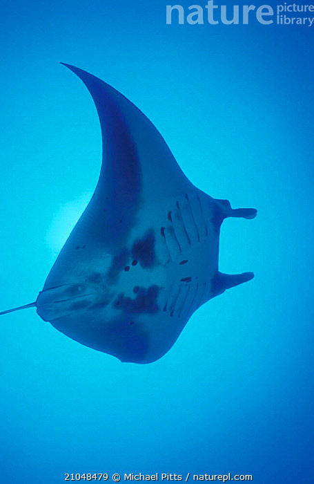 Stock photo of Pacific manta ray {Manta alfredi} Yap Micronesia ...