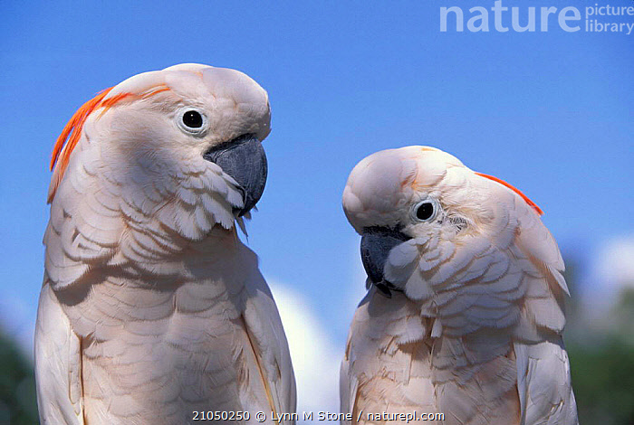 Salmon Crested Cockatoo For Sale