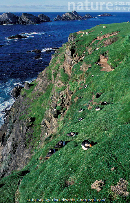 Stock photo of Puffin colony with burrows {Fratercula arctica} Shetland ...